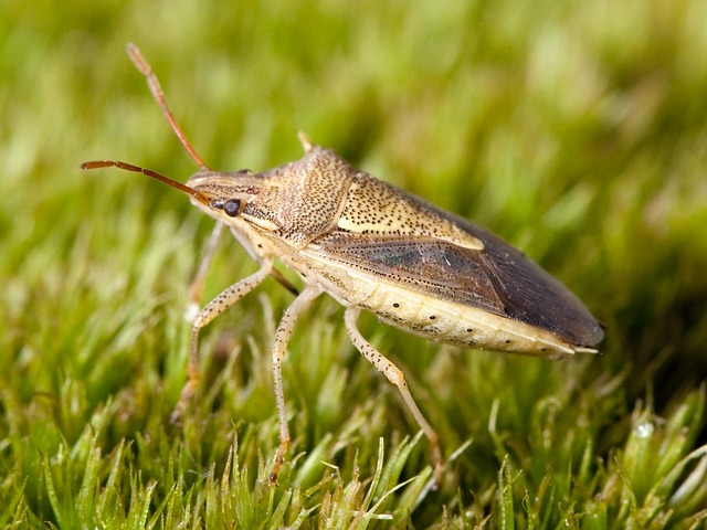 Stink Bugs | The Year-Round Nuisance | Environmental Pest Management