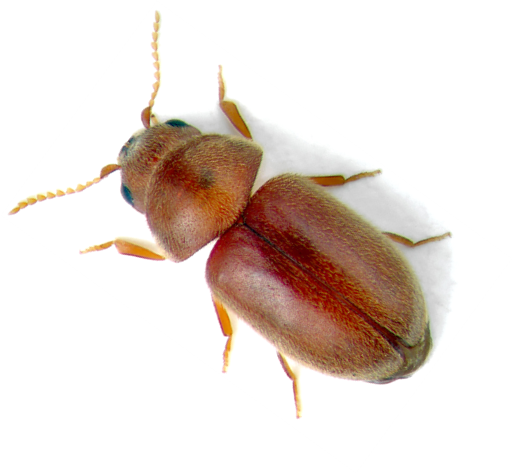 Beetles - Environmental Pest Management